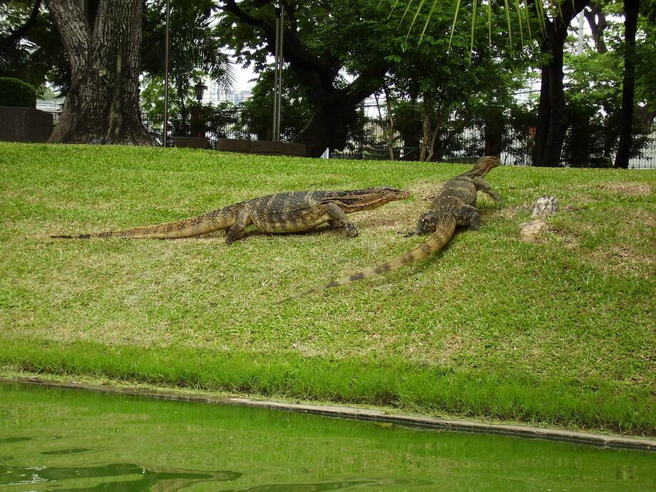 Varaner - Thailand - Saftis - Reseguiden