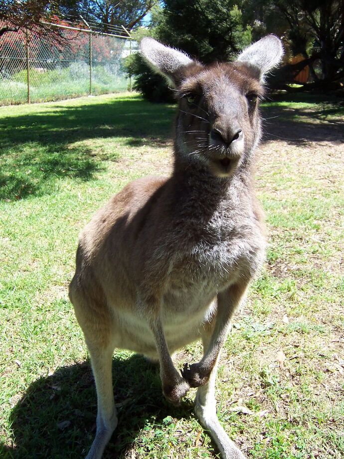 The Roo' - Australien - Cecilajja - Reseguiden