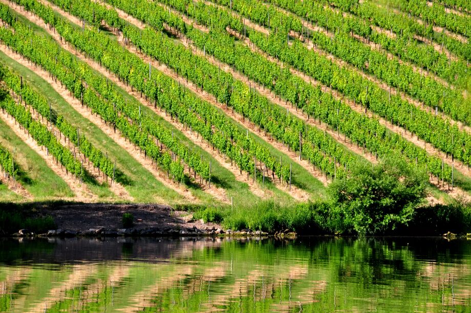 Moseldalen - Piesport, Tyskland - Malin2006 - Reseguiden