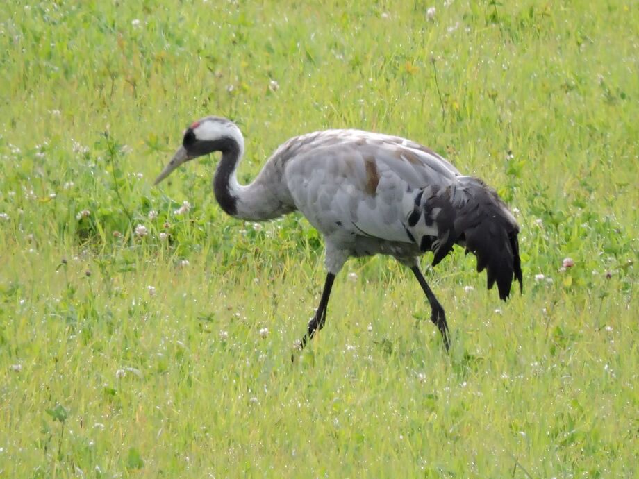 Trana. - Sverige - Kattax - Reseguiden