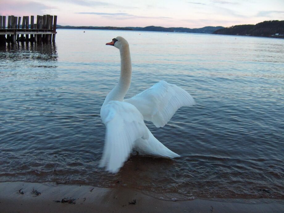 Svane - Heidine - Reseguiden