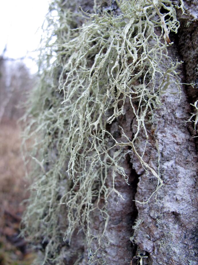 Mossa på träden - Karbenning, Västmanland, Sverige - Fagersta - Reseguiden