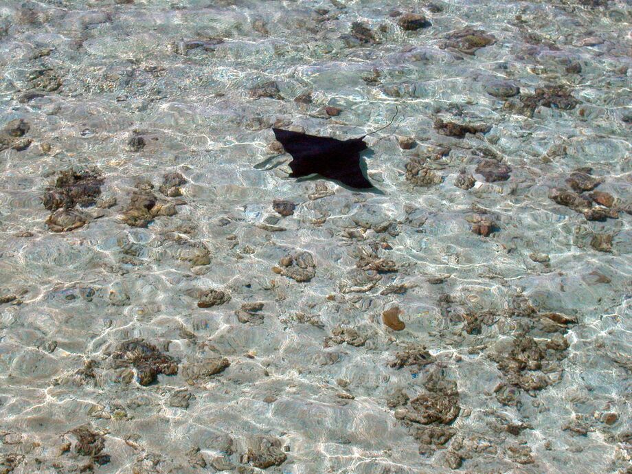 rocka jagar små fisk - cairns, qld - Jjp - Reseguiden