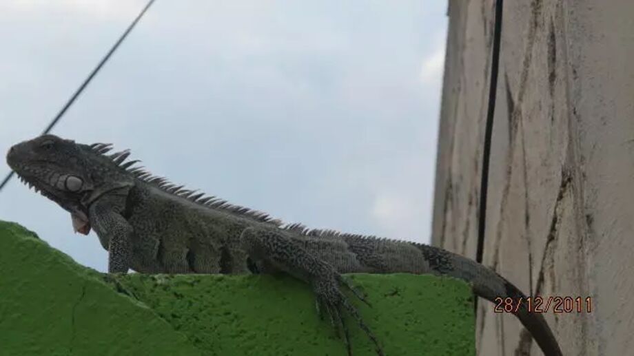 leguaner är mycket vanliga här. - Venezuela - Joakimn - Reseguiden