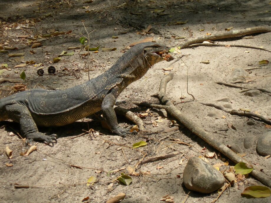 Varan - Thailand - Travelman - Reseguiden