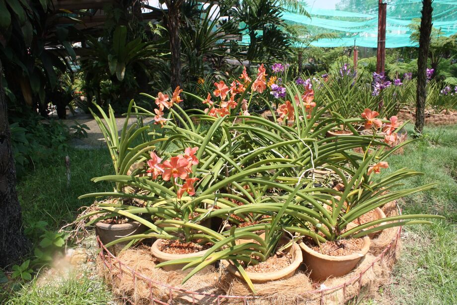 Bild #331232 från Malaysia - Monicae - Reseguiden