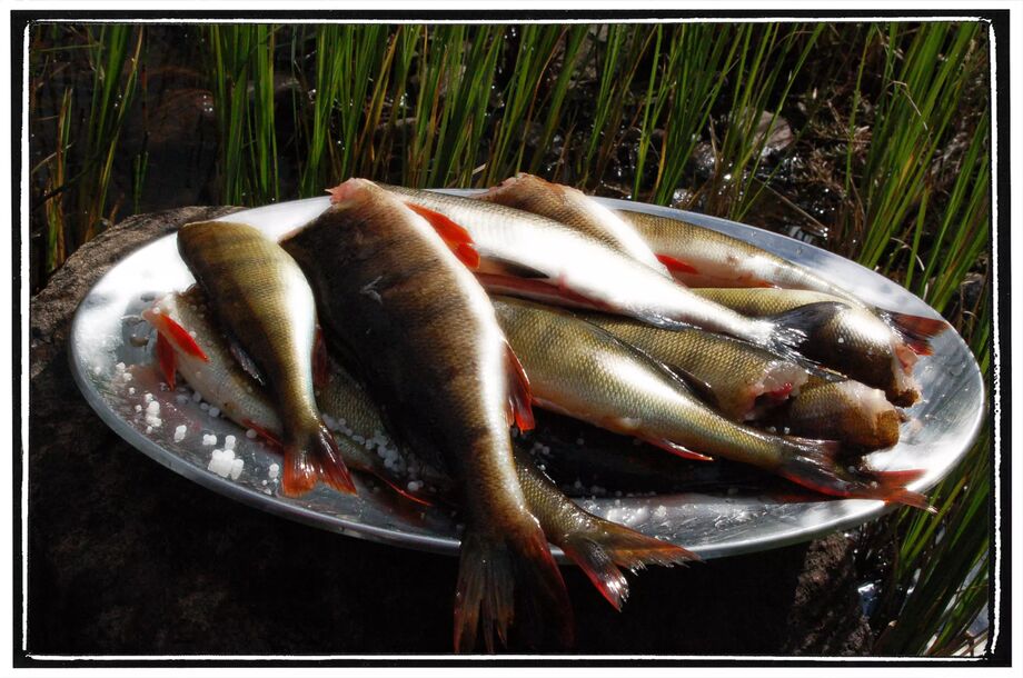 Sommar fisk i Skaulo - Sverige - Byarne - Reseguiden