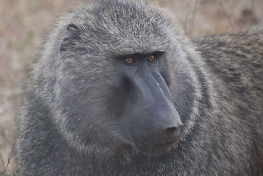 En babian - Uganda - Zila - Reseguiden