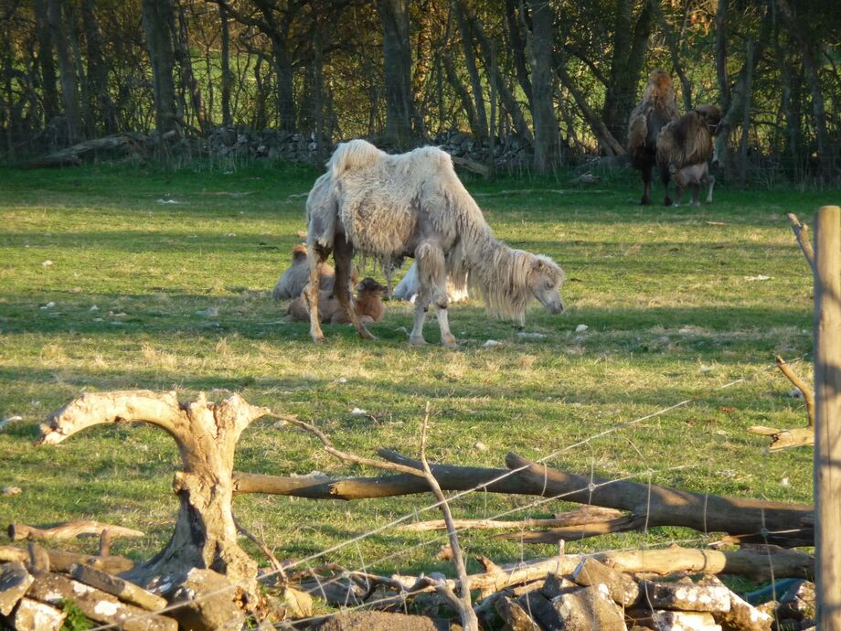 Kameler - Öland, Sverige - Haidi - Reseguiden