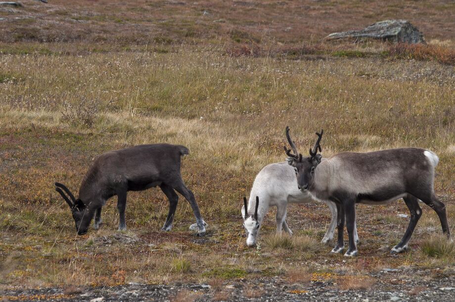 Renar uppe i Stekenjokk - Sverige - Karinlorvik - Reseguiden