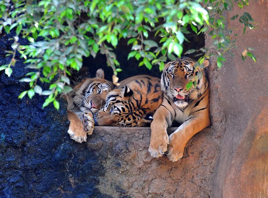 Tigrar - Kanchanaburi, Thailand - Gasfot - Reseguiden