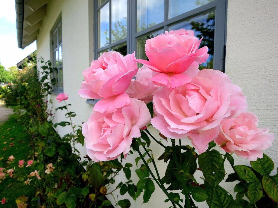 Rosa rosor - Sverige - Dodi - Reseguiden