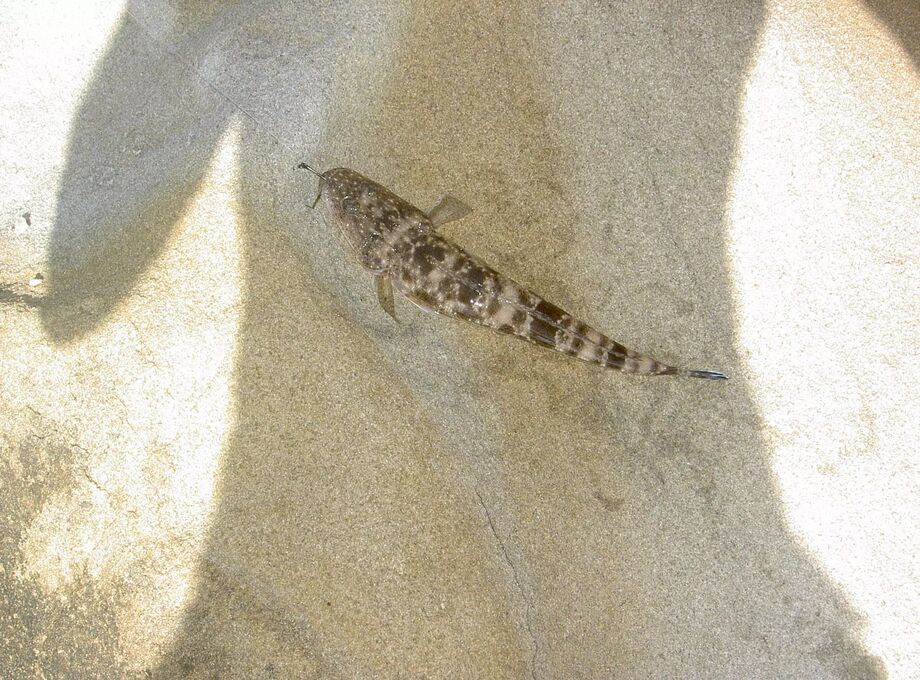 Sand flathead - Australien - Bodidgeridoo - Reseguiden