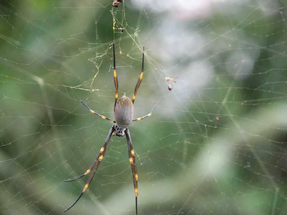 Spindel - Sydney, Australien - Roonil_wazlib - Reseguiden