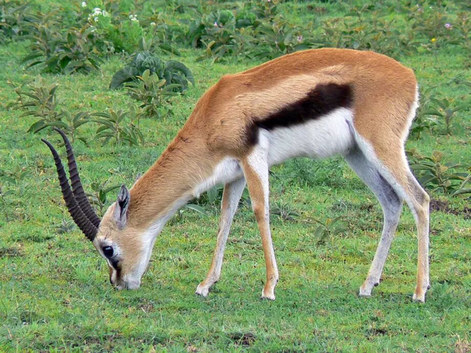 Thompson Gasell - Tanzania / Serengeti - Belars - Reseguiden