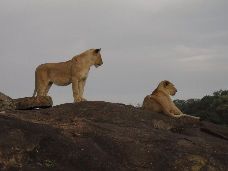 Lejonhonor - Kenya - Tesseli - Reseguiden