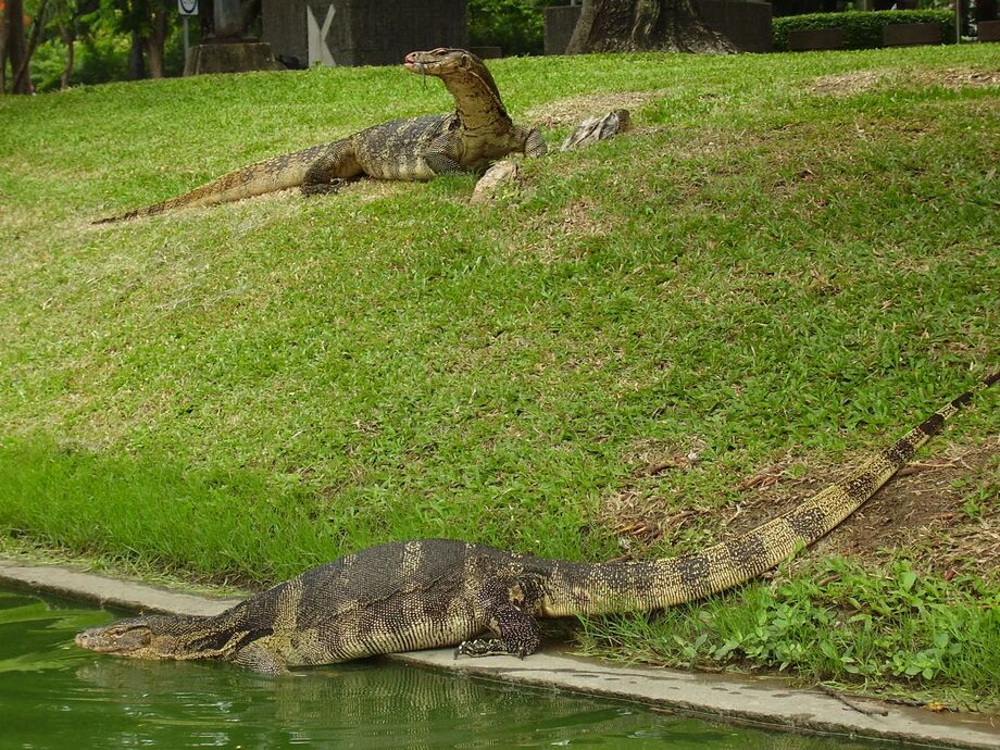 Varaner - Thailand - Saftis - Reseguiden