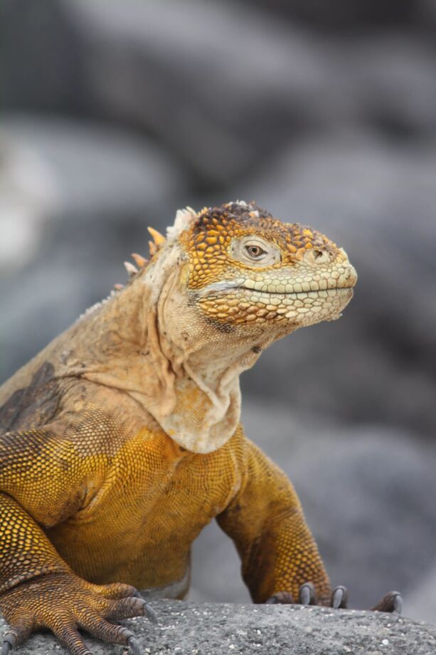 Land leguan - Galapagos, Ecuador - Thetraveler - Reseguiden