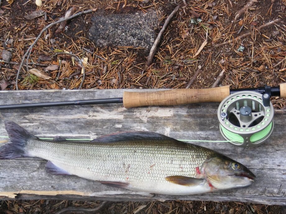 Flugfiske - Arjeplog, Lappland, Sverige - Lillen - Reseguiden