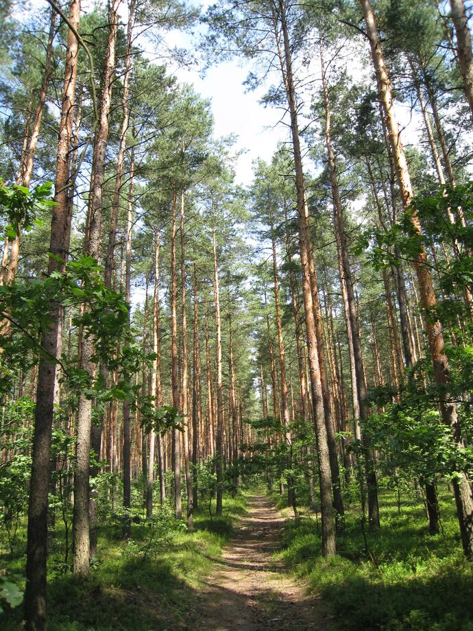 Fin skog... - Polen - Ynnej1976 - Reseguiden
