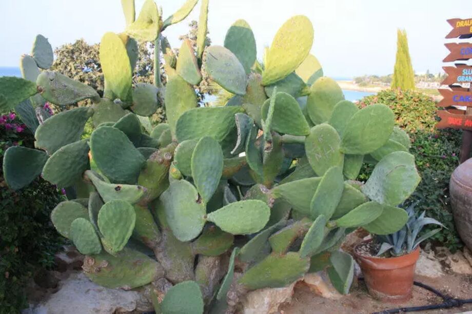 Kaktus - Fig Tree Bay, Cypern - Malusen - Reseguiden