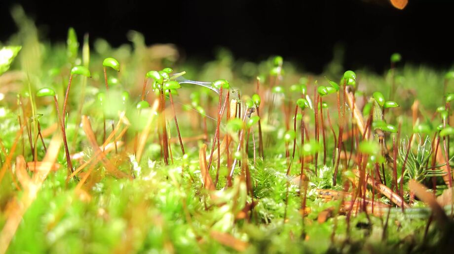 Mossa - Sverige - Marre67 - Reseguiden