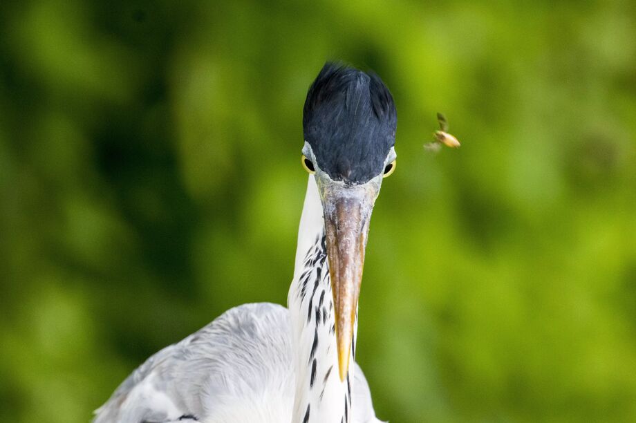 flugan - Poconé, Mato Grosso, Brasilien - Serise - Reseguiden