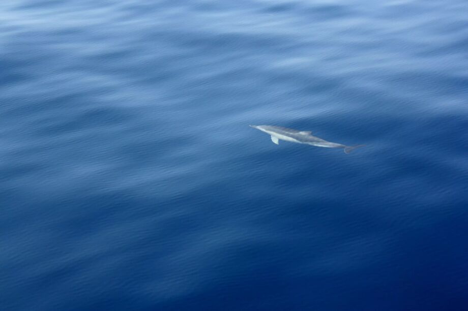 Bild #504209 från Grekland - Monicae - Reseguiden