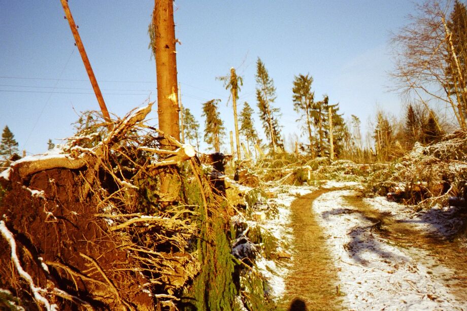 Stormen Gudrun - Sverige - Haidi - Reseguiden