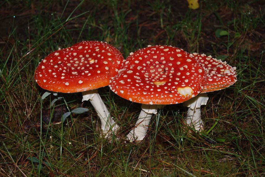 Röd flugsvamp - Sverige - Sussi - Reseguiden