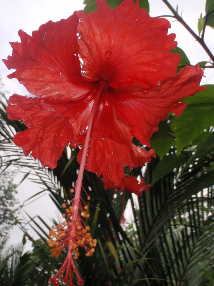Hibiscus - Costa Rica - Evalena - Reseguiden
