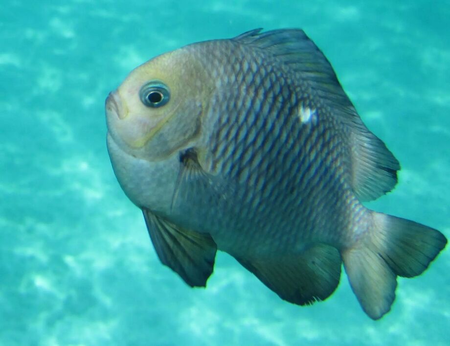 Two mile reef - Mocambique - Micke73 - Reseguiden