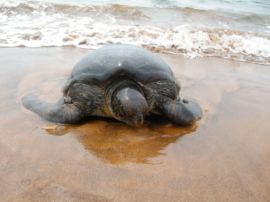 Sea turtle - Galapagos, Ecuador - Davidnatman - Reseguiden