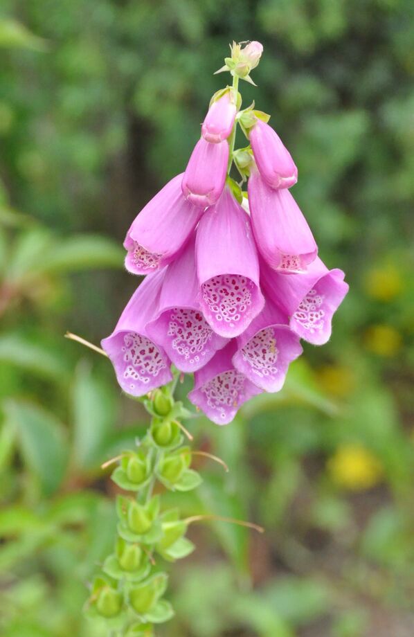 Fingerborg - Norge - Tinto - Reseguiden
