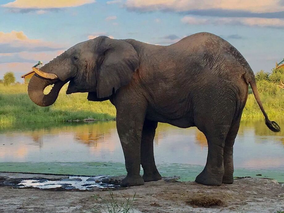 Elephant sands - Botswana - Kleee91 - Reseguiden
