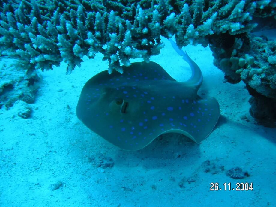 Blå prickig rocka - Egypten - Kari_mikaela - Reseguiden