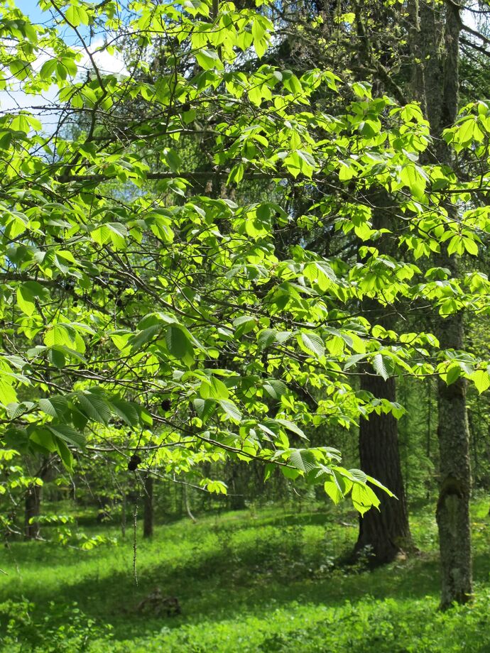 Gamla träd - Sverige - Fagersta - Reseguiden