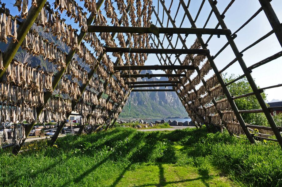 Torrfisk - Svolvær, Lofoten, Norge - Karinlorvik - Reseguiden