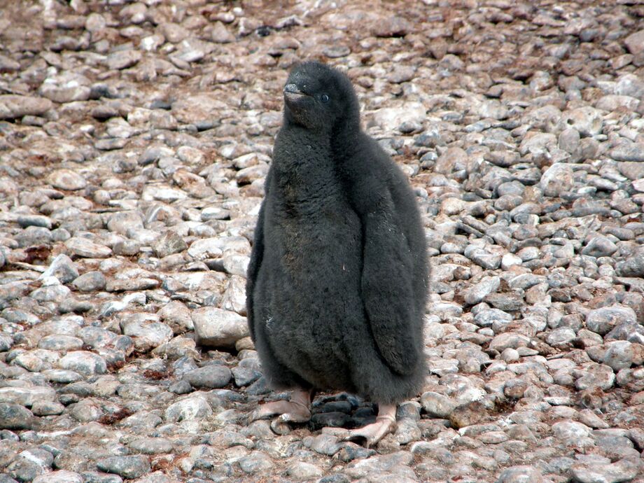 Litet troll - Antarktis - Klintan - Reseguiden