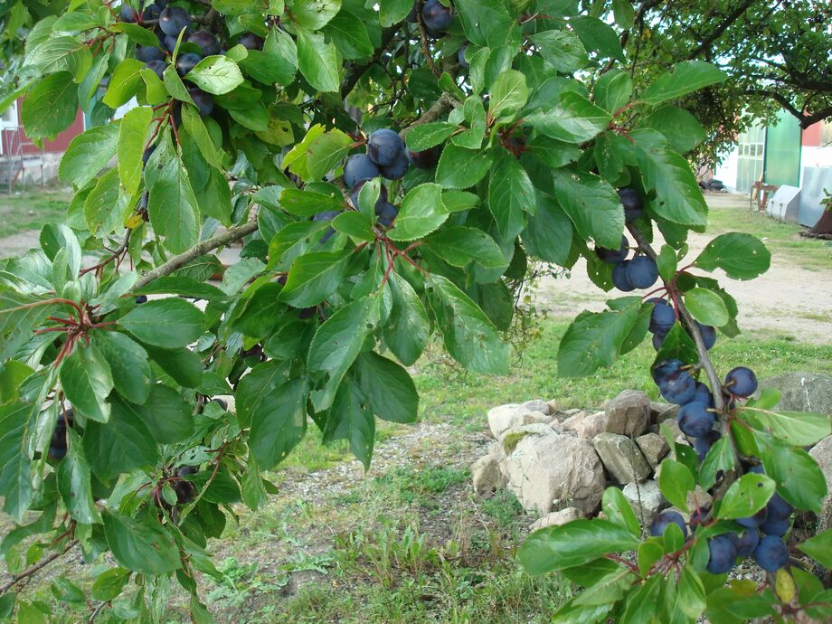 Krikon-bär - Sverige - Femtioplus - Reseguiden