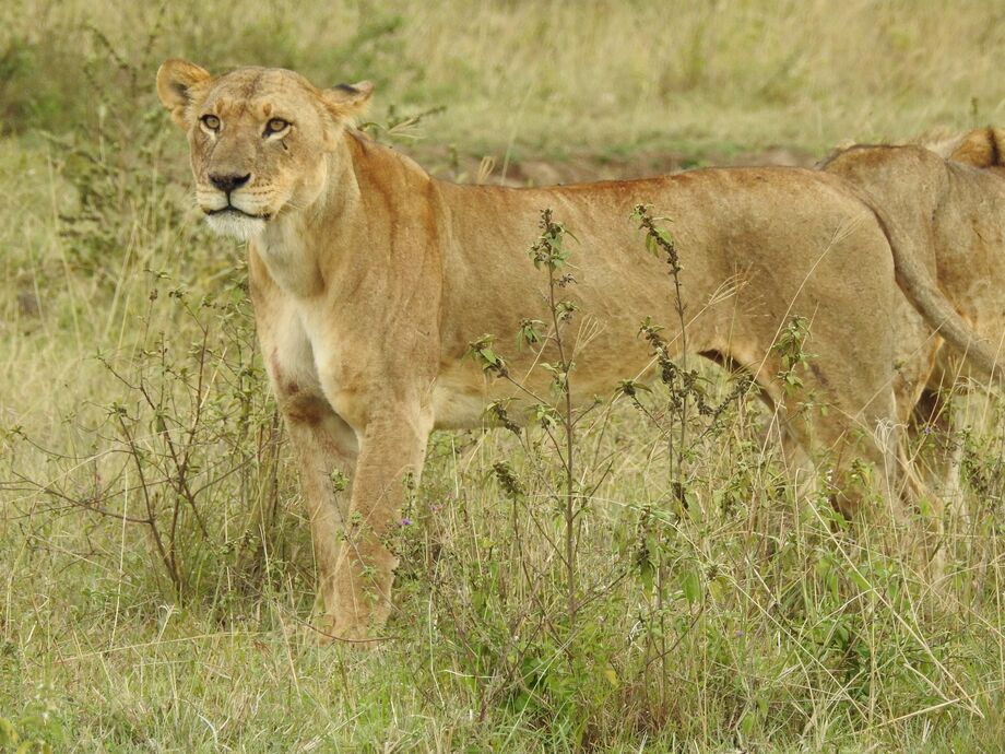 Lejon i Lake Nakuru NP. - Kenya - Kattax - Reseguiden