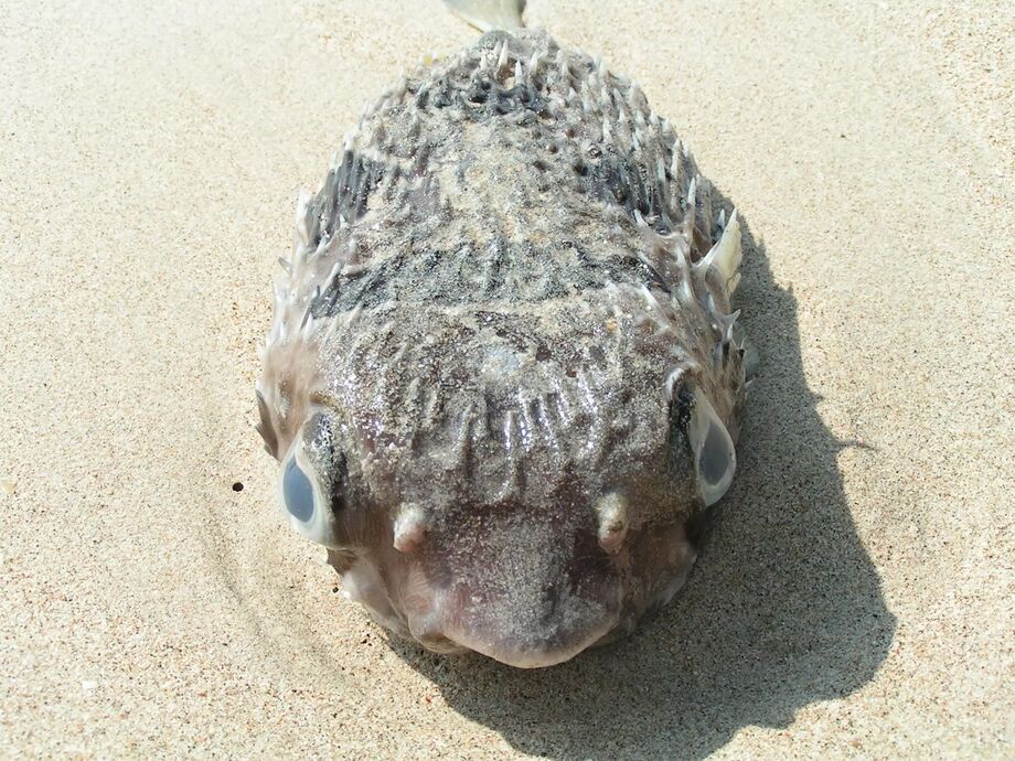 Ful fisk - Thailand - Stoffer - Reseguiden