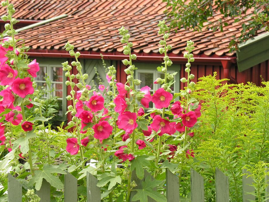 Stockrosor i fin miljö - Orust, Bohuslän, Sverige - Anderslindb ...