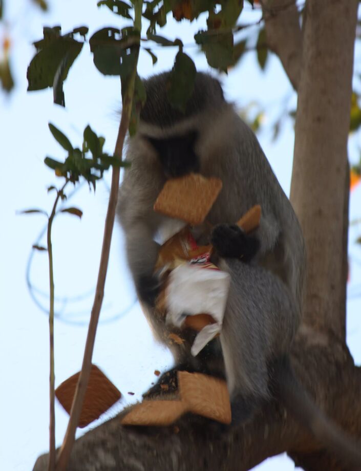 Babian - Sydafrika - Micke73 - Reseguiden
