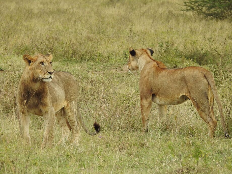 Lejon i Lake Nakuru NP. - Kenya - Kattax - Reseguiden