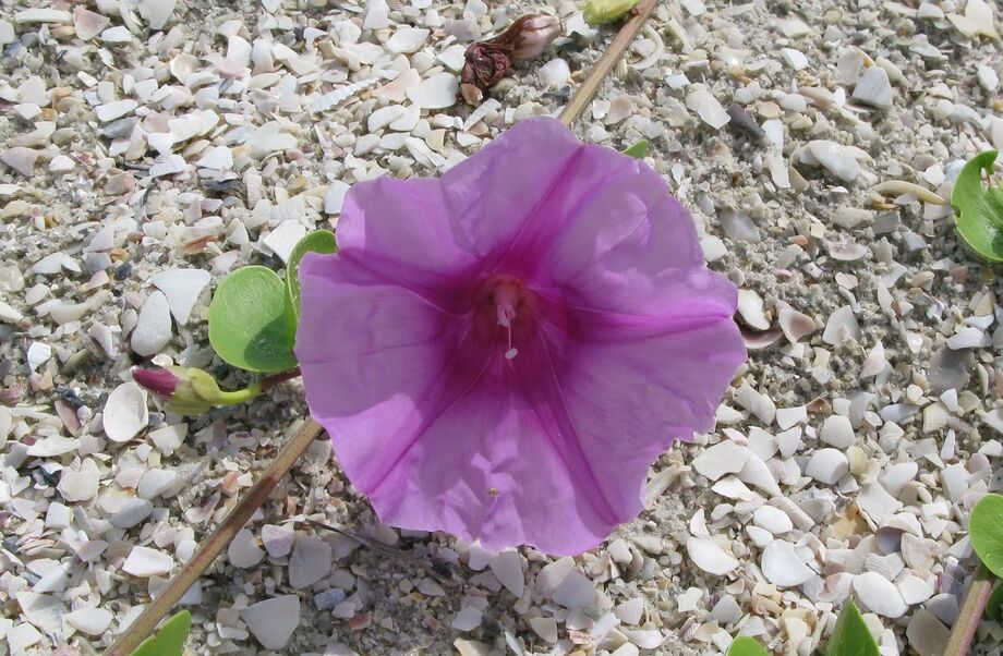 Flower Power.... - Langkawi, Malaysia - Sierra - Reseguiden