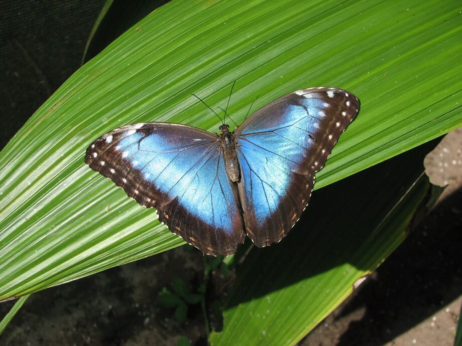 Blue Morph - Costa Rica - Lenam - Reseguiden