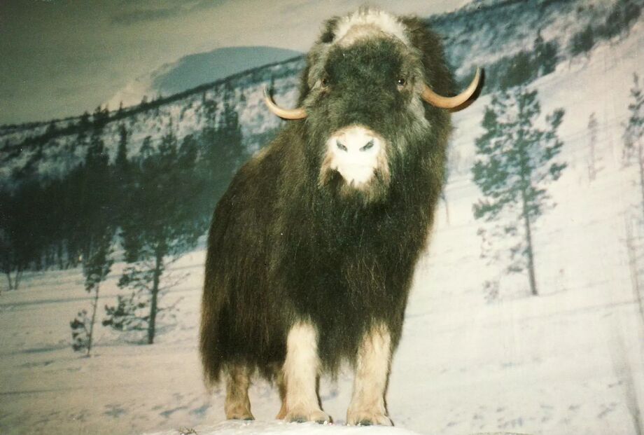 Myskoxe - Sverige - Anom - Reseguiden