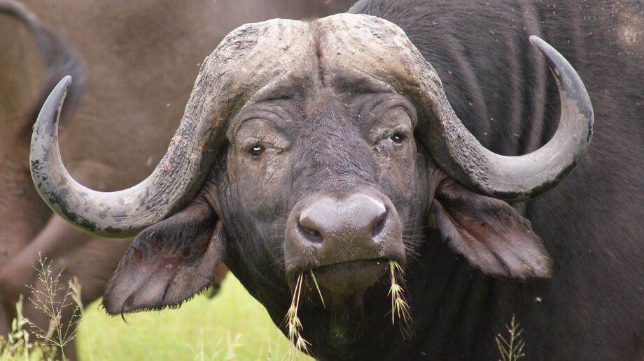 Mysig Buffel - Kruger National Park Area, Sydafrika - Keitski - Reseguiden