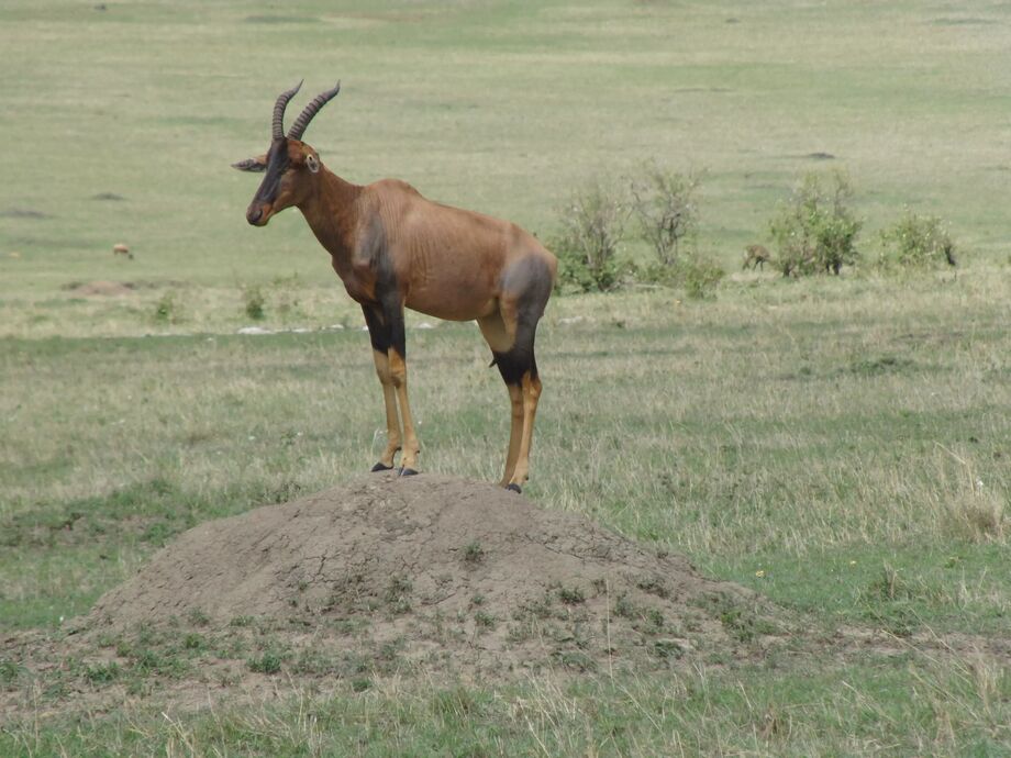 Topi - Kenya - Cuddly - Reseguiden